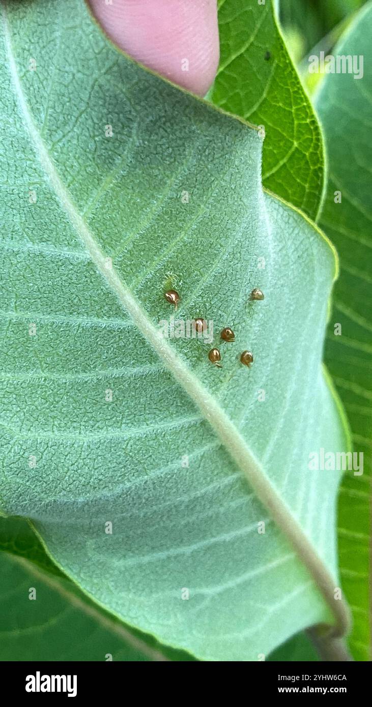 Winged and once winged insects hi-res stock photography and images - Alamy