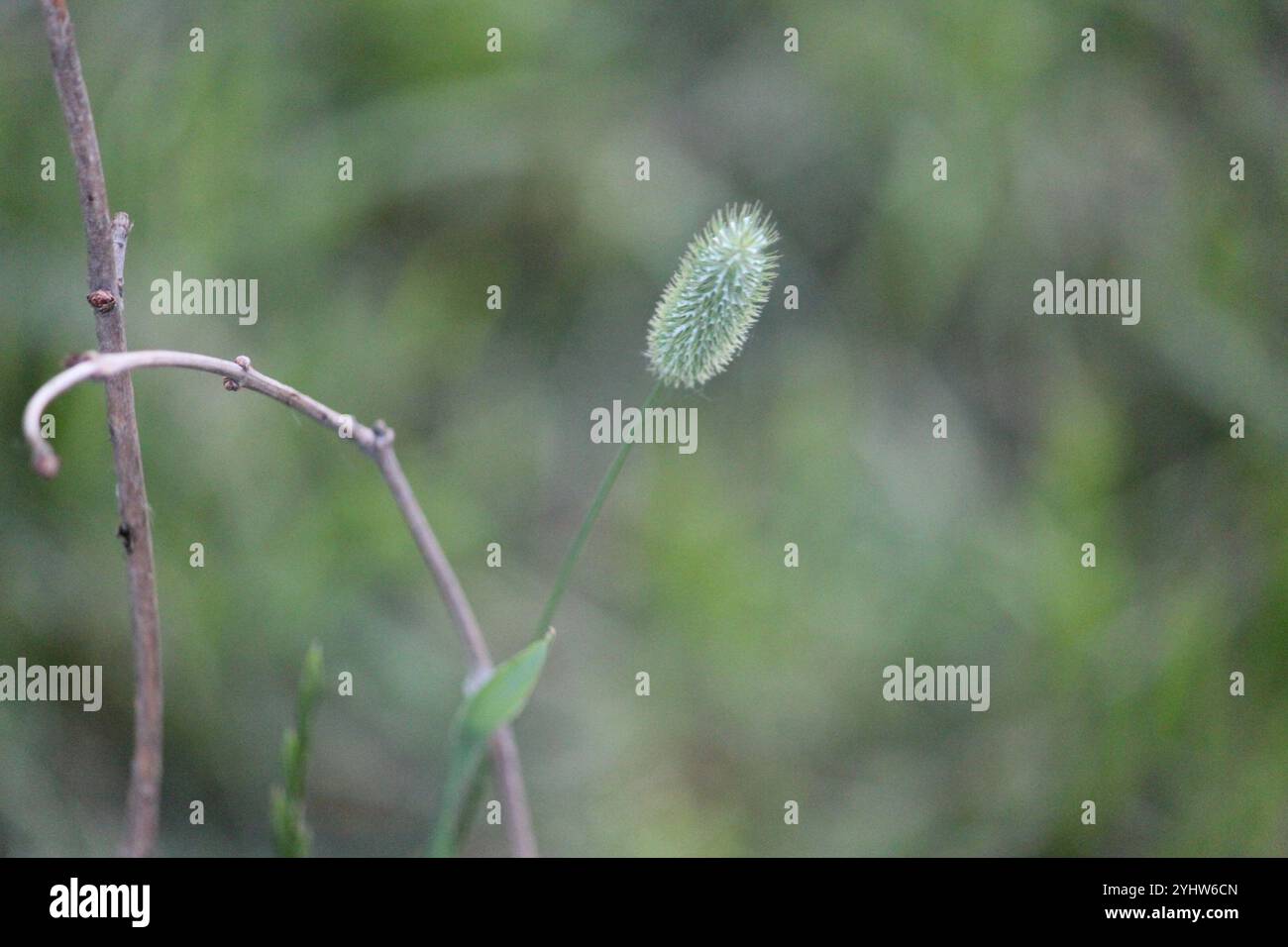 Phleum nodosum hi-res stock photography and images - Alamy