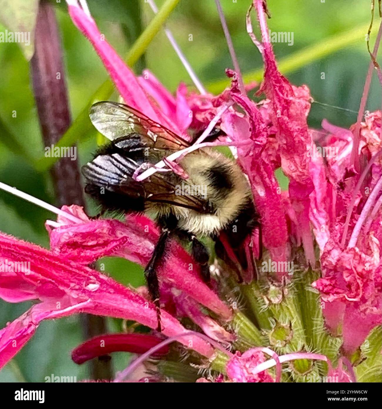 Half-black Bumble Bee (Bombus vagans Stock Photo - Alamy