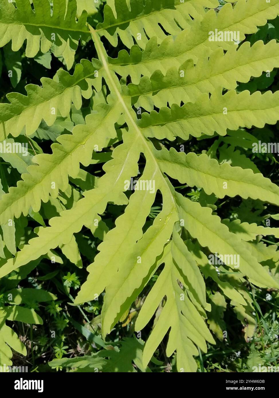 sensitive fern (Onoclea sensibilis Stock Photo - Alamy