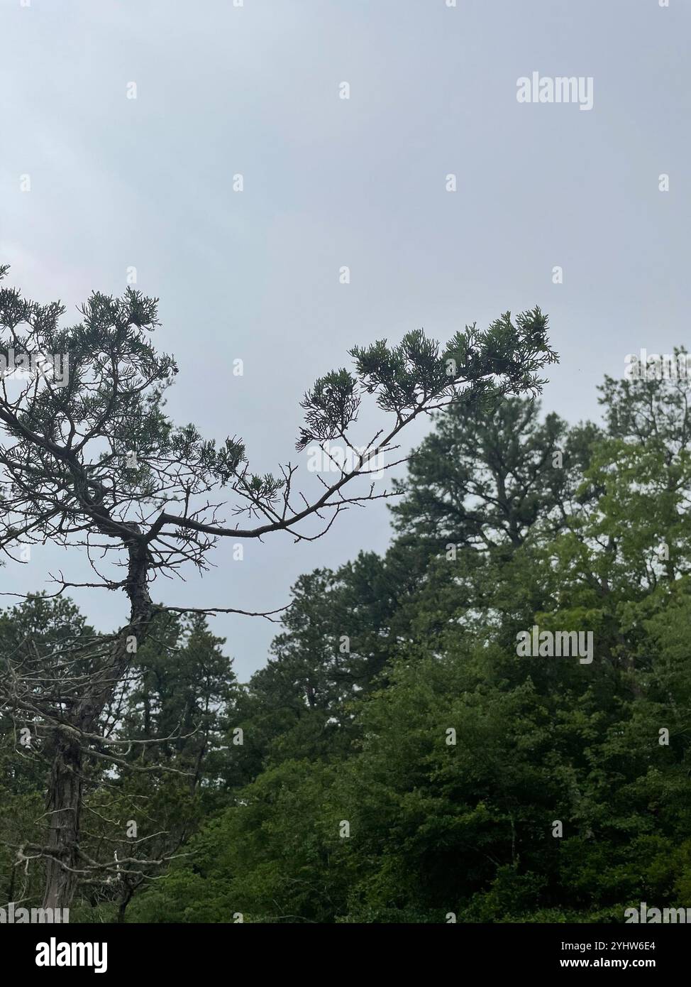 Atlantic white cedar (Chamaecyparis thyoides Stock Photo - Alamy