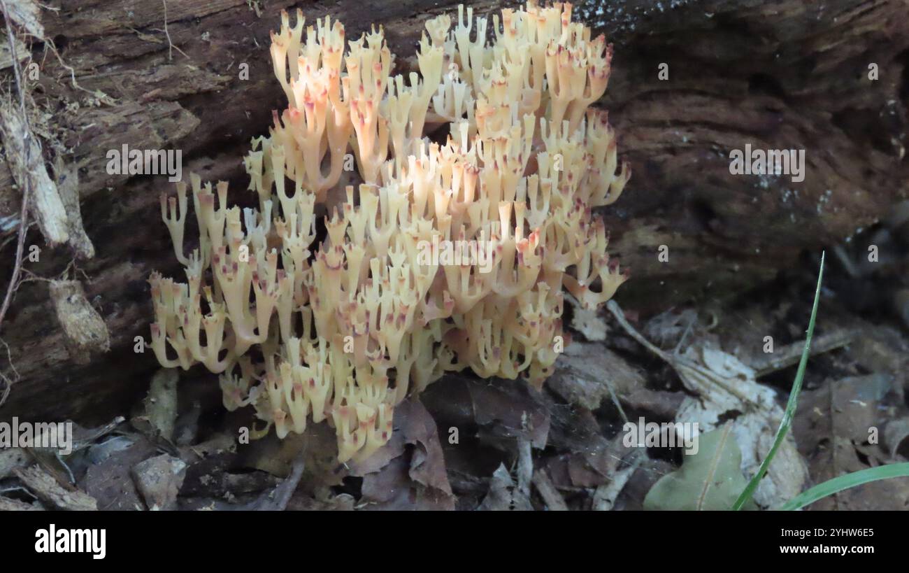 crown-tipped coral fungus (Artomyces pyxidatus Stock Photo - Alamy