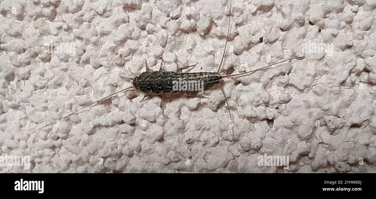 Four-lined Silverfish (Ctenolepisma lineatum Stock Photo - Alamy
