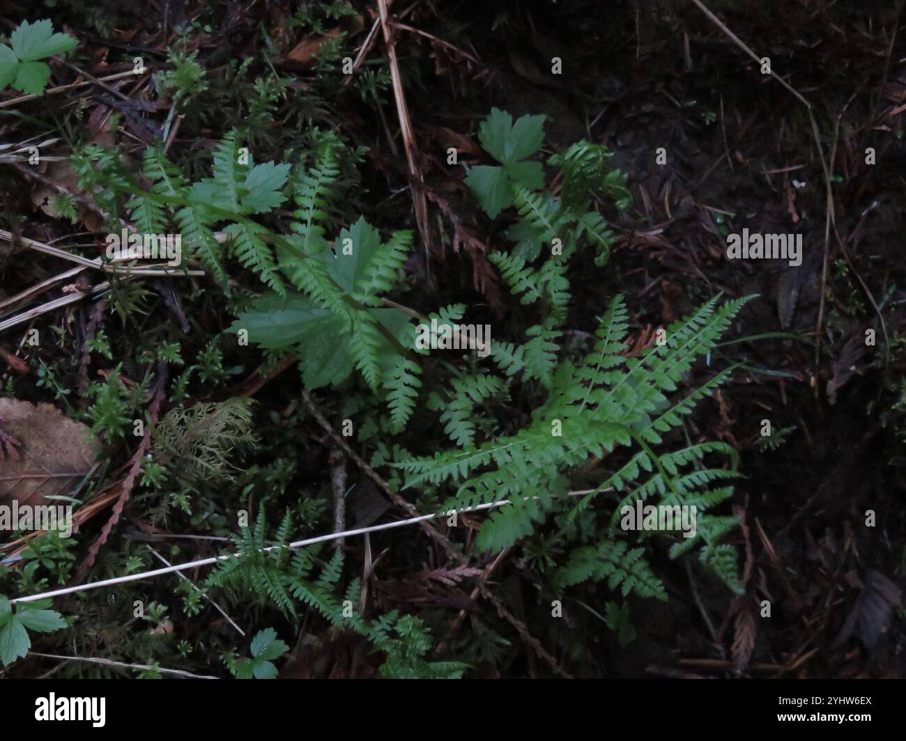 western lady fern (Athyrium filix-femina cyclosorum Stock Photo - Alamy