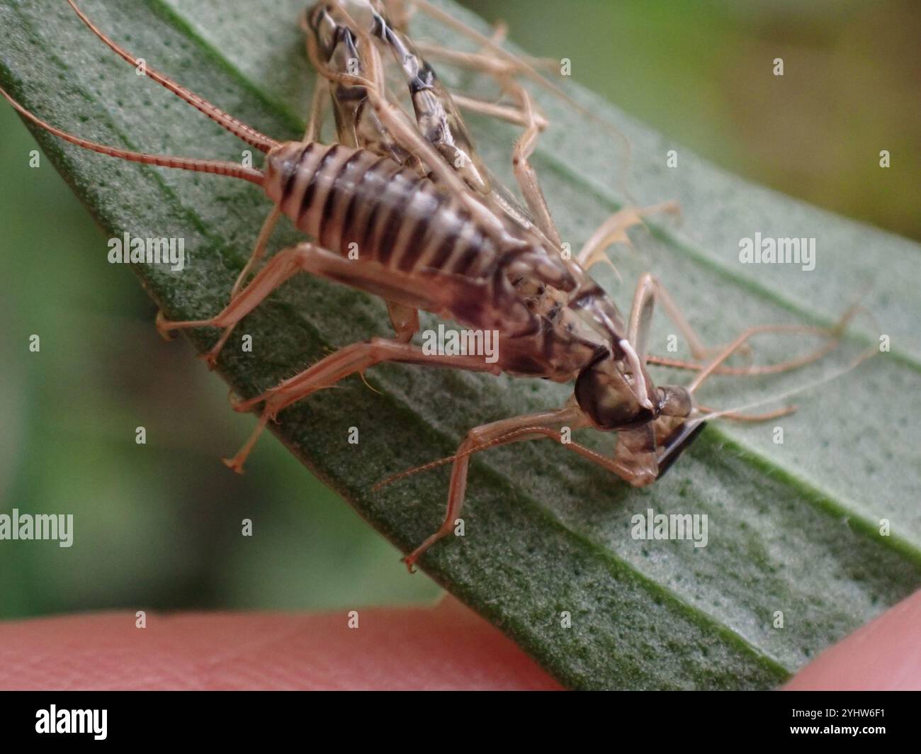 Common Stoneflies (Perlidae Stock Photo - Alamy