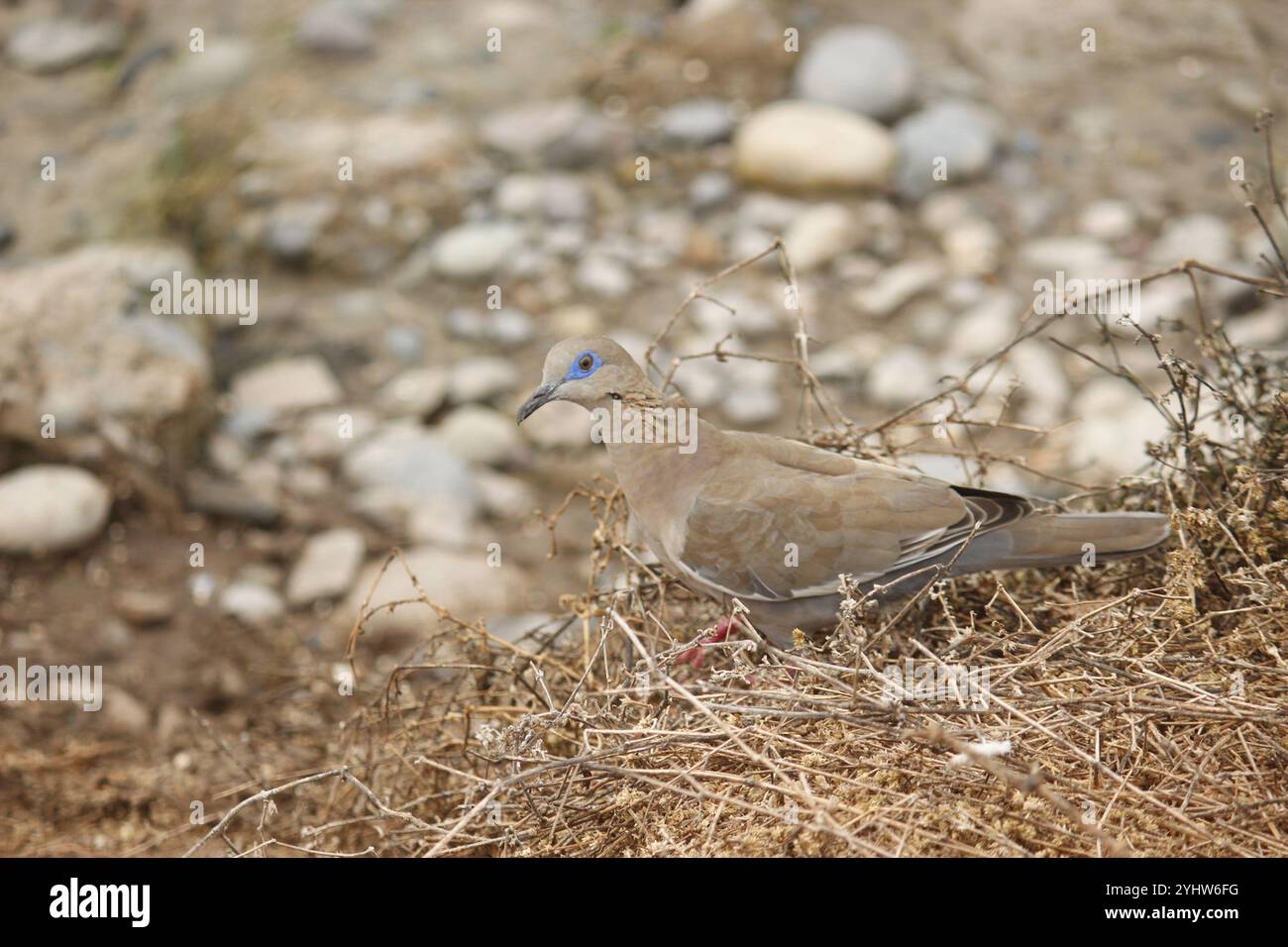 West peruvian dove hi-res stock photography and images - Alamy