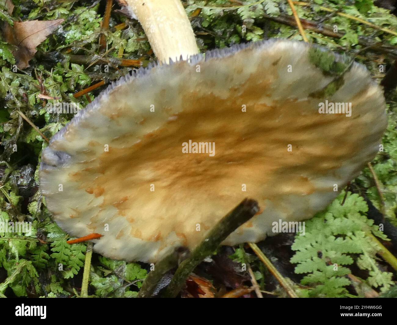 Wine-cap Stropharia (Stropharia rugosoannulata Stock Photo - Alamy