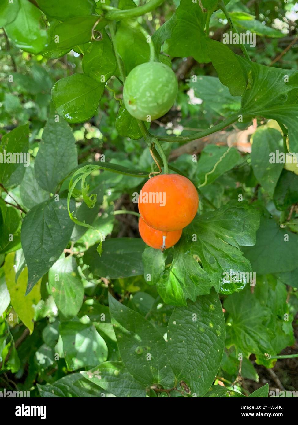 snake apple (Ibervillea lindheimeri Stock Photo - Alamy