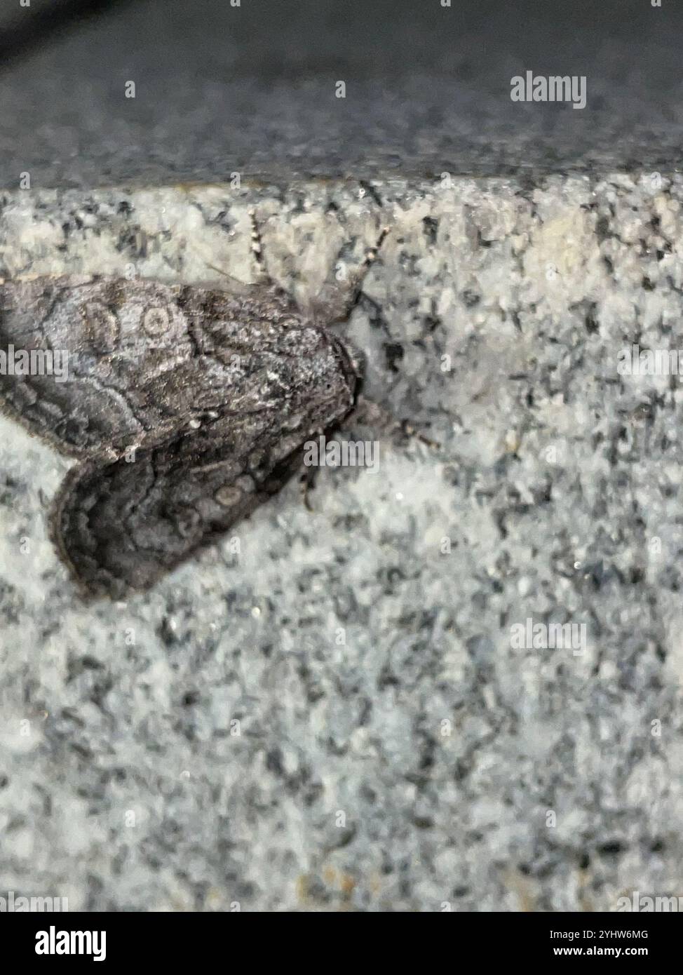 Brother Moth (Raphia frater Stock Photo - Alamy