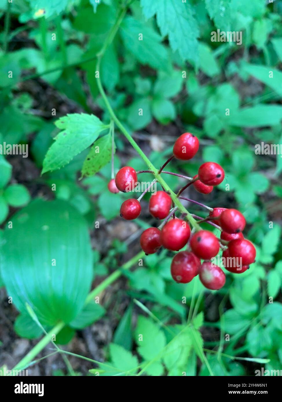 red baneberry (Actaea rubra Stock Photo - Alamy