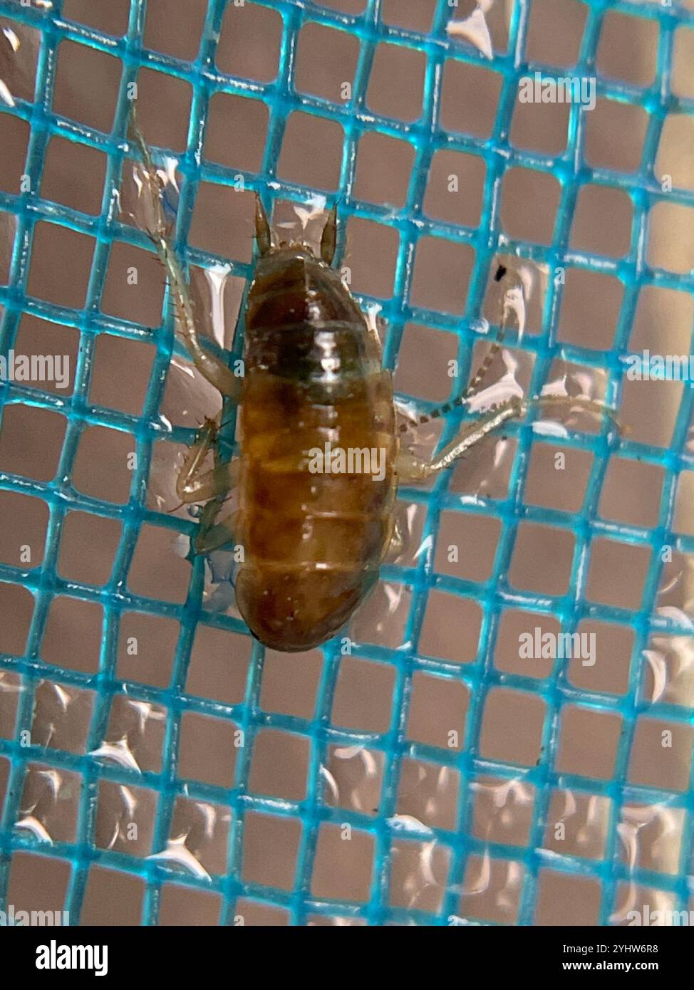 Household Cockroaches (Blattidae Stock Photo - Alamy