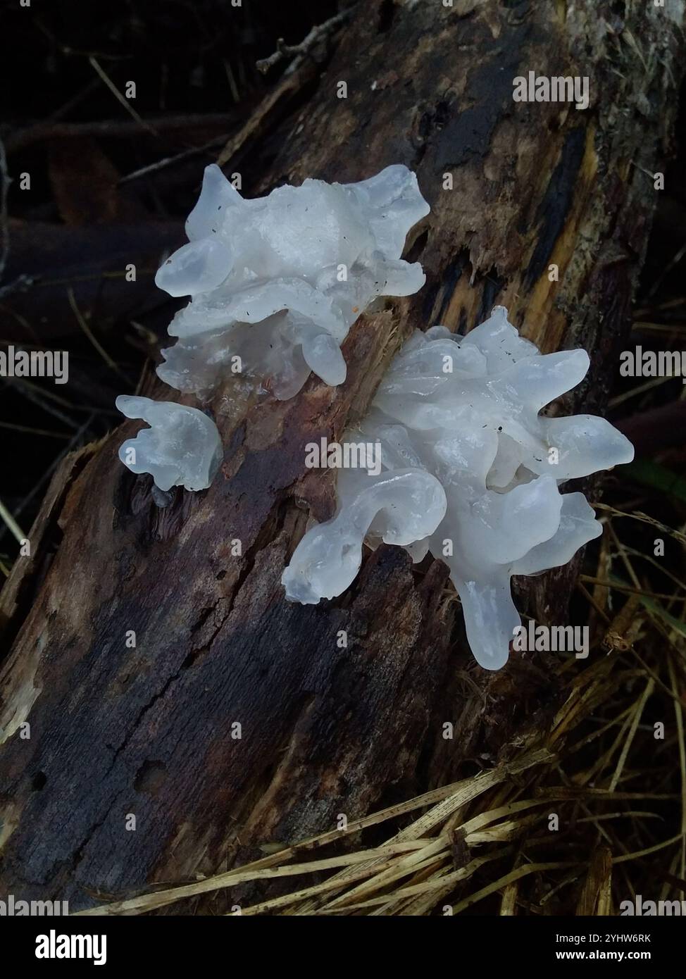 snow fungus (Tremella fuciformis Stock Photo - Alamy