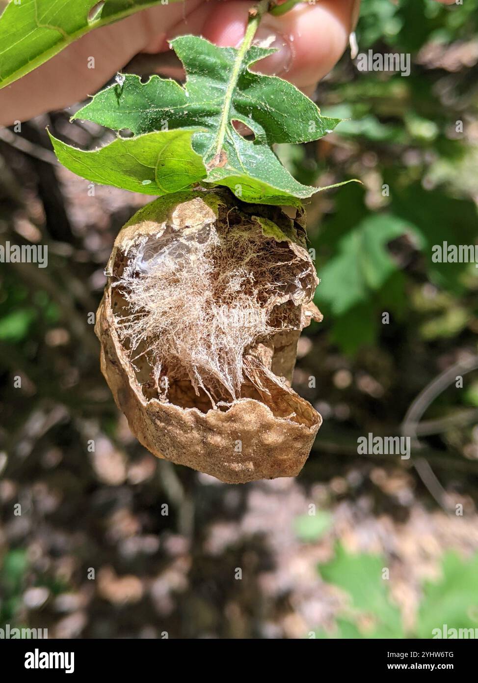 Spongy Oak Apple Gall Wasp (Amphibolips confluenta Stock Photo - Alamy