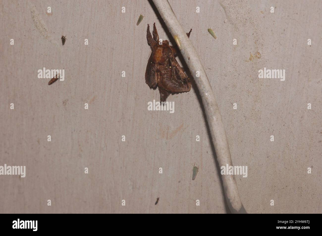 Saddleback Caterpillar Moth (Acharia stimulea Stock Photo - Alamy