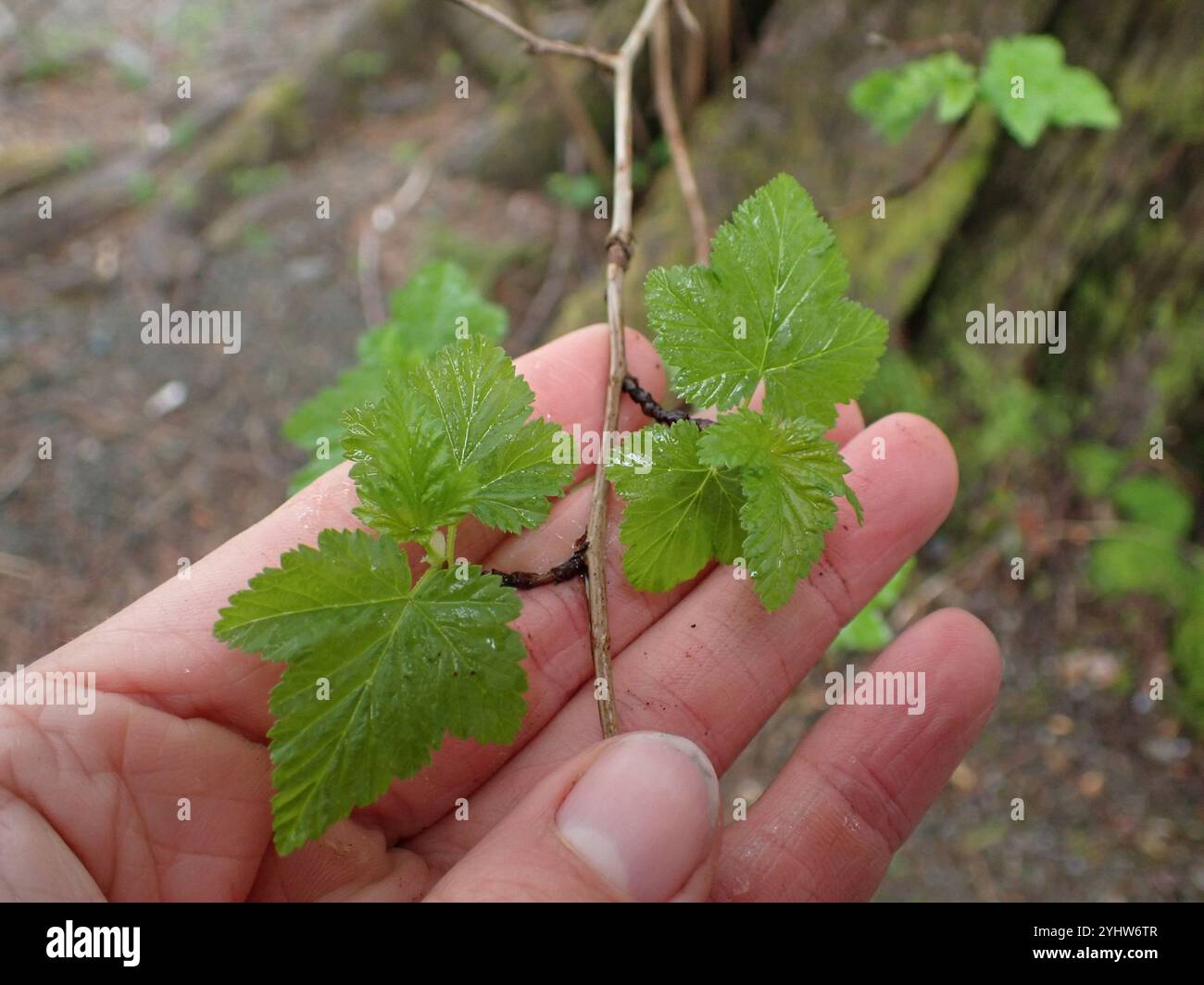 currants and gooseberries (Ribes Stock Photo - Alamy