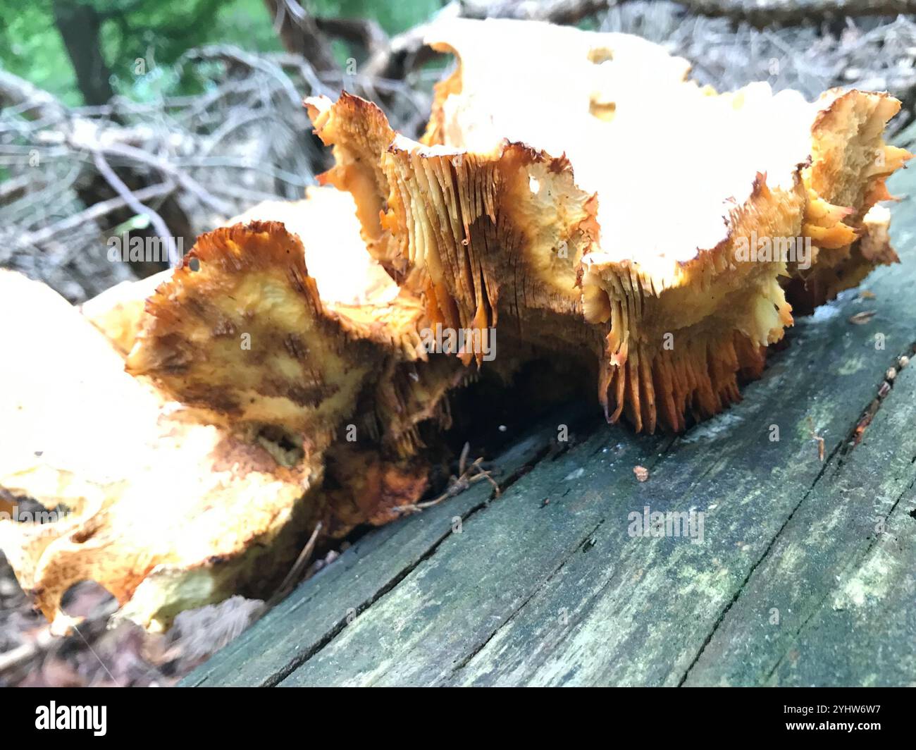 Trainwrecker (Neolentinus lepideus Stock Photo - Alamy