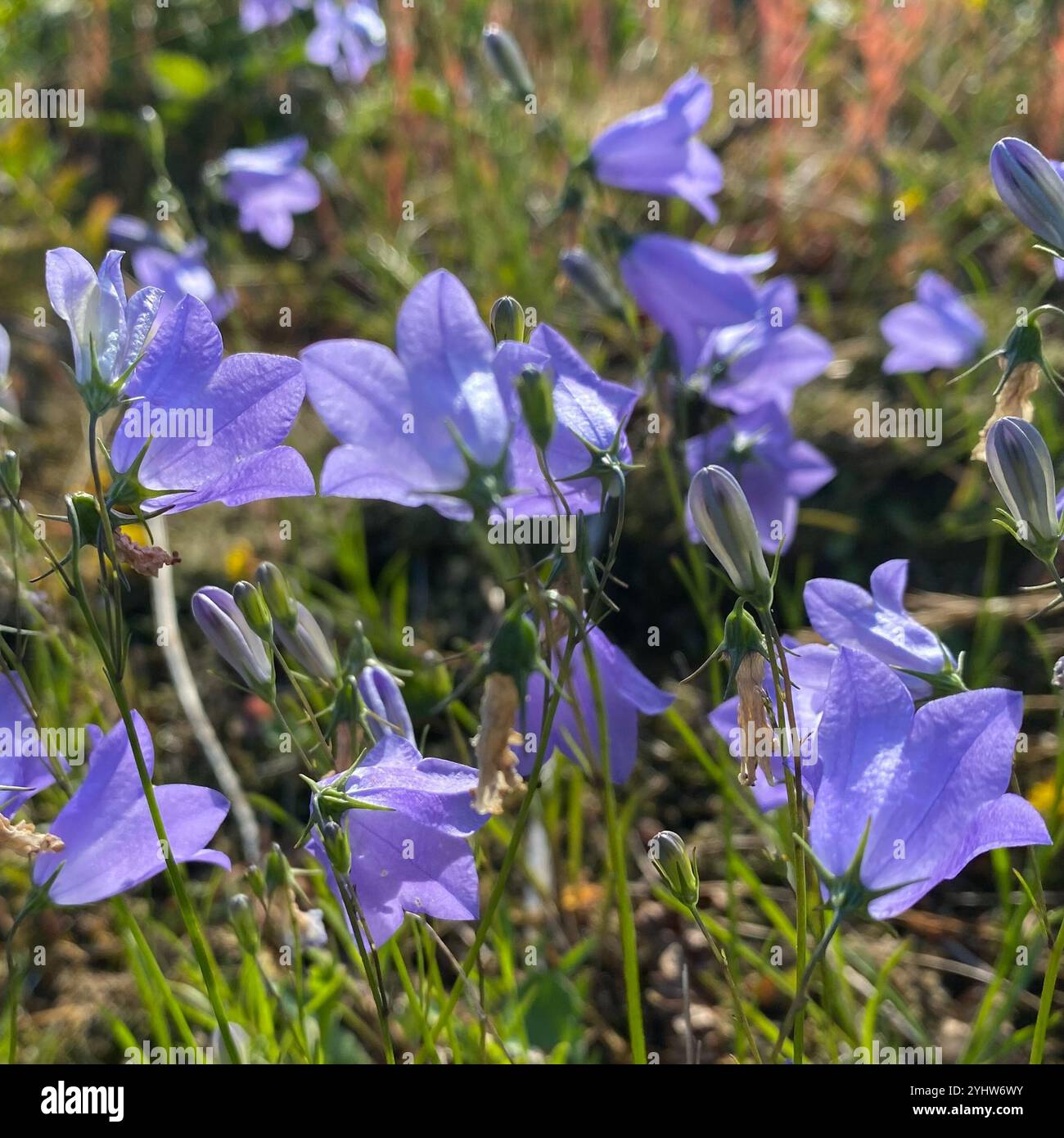 Common Harebell (Campanula rotundifolia Stock Photo - Alamy