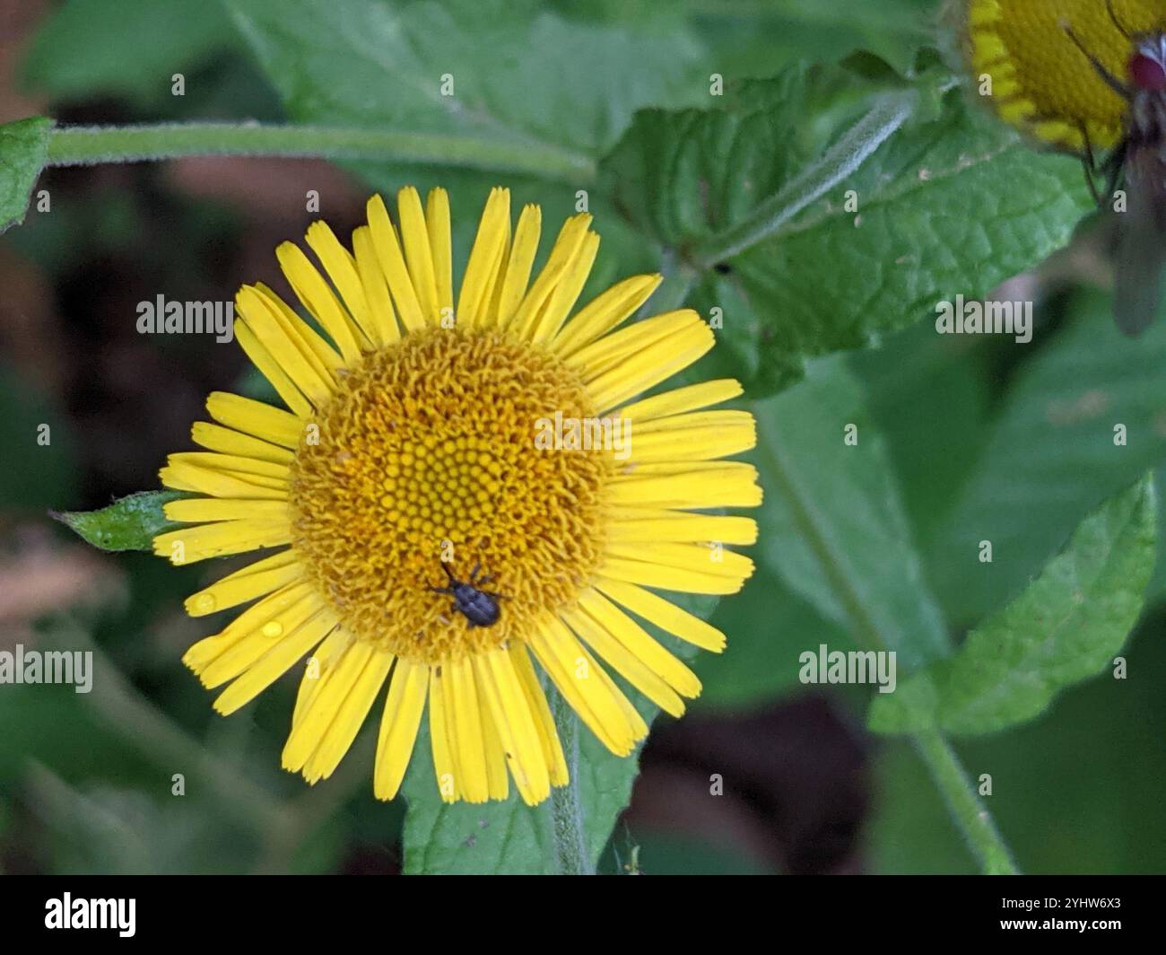 True Weevils (Curculionidae Stock Photo - Alamy