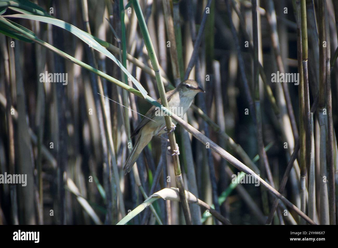 Great Reed Warbler (Acrocephalus arundinaceus Stock Photo - Alamy