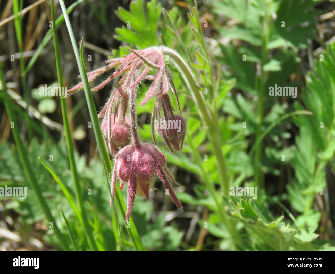 prairie smoke (Geum triflorum Stock Photo - Alamy