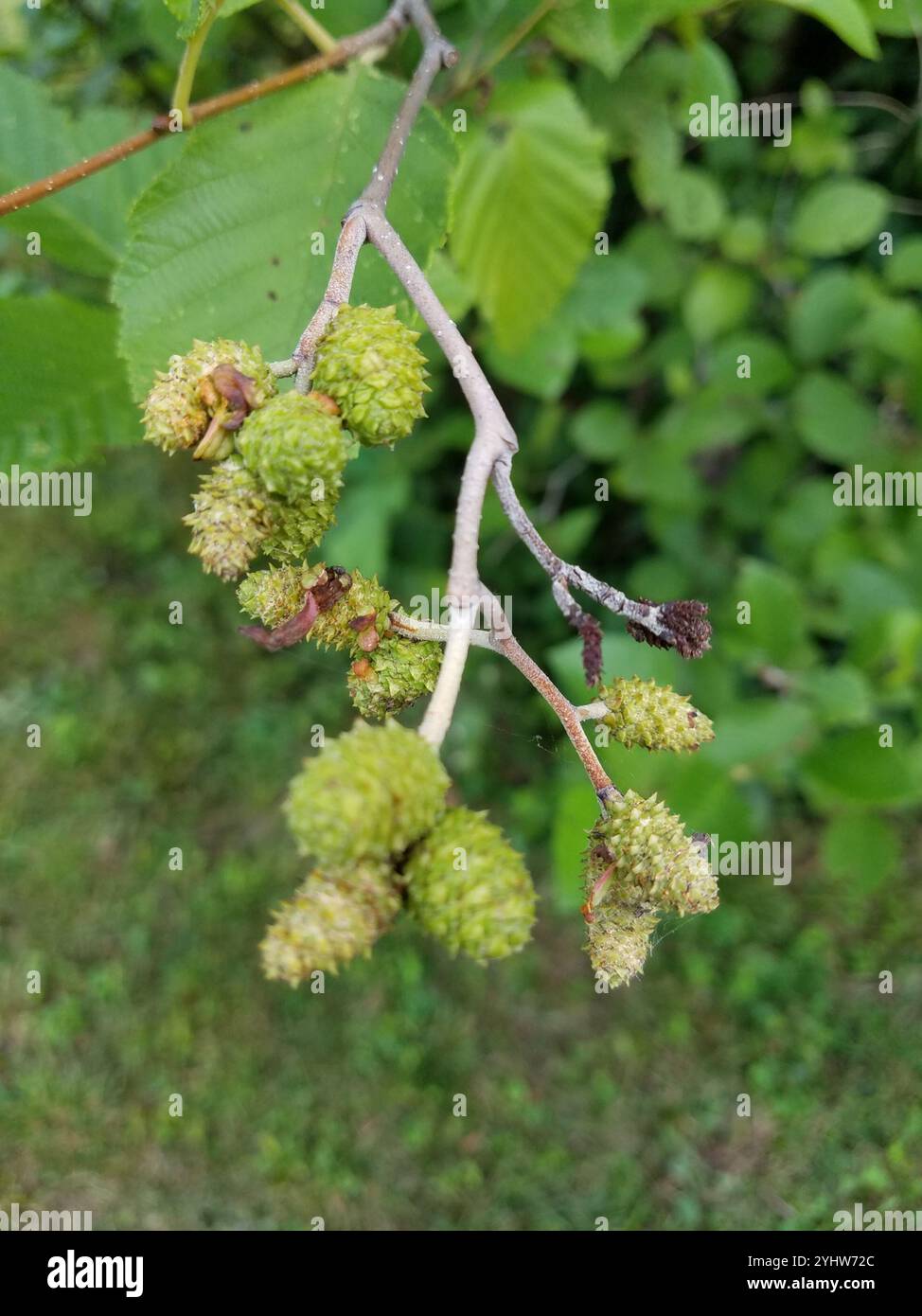 grey alder (Alnus incana Stock Photo - Alamy