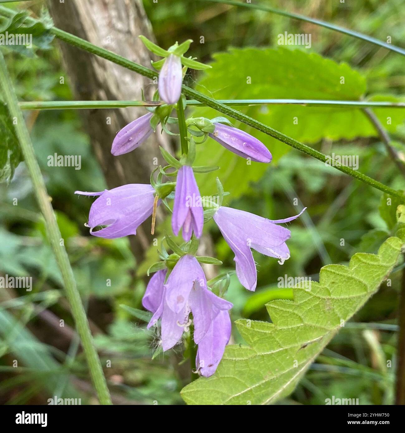 Creeping Bellflower (Campanula rapunculoides Stock Photo - Alamy