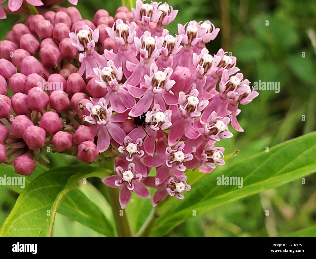 swamp milkweed (Asclepias incarnata Stock Photo - Alamy