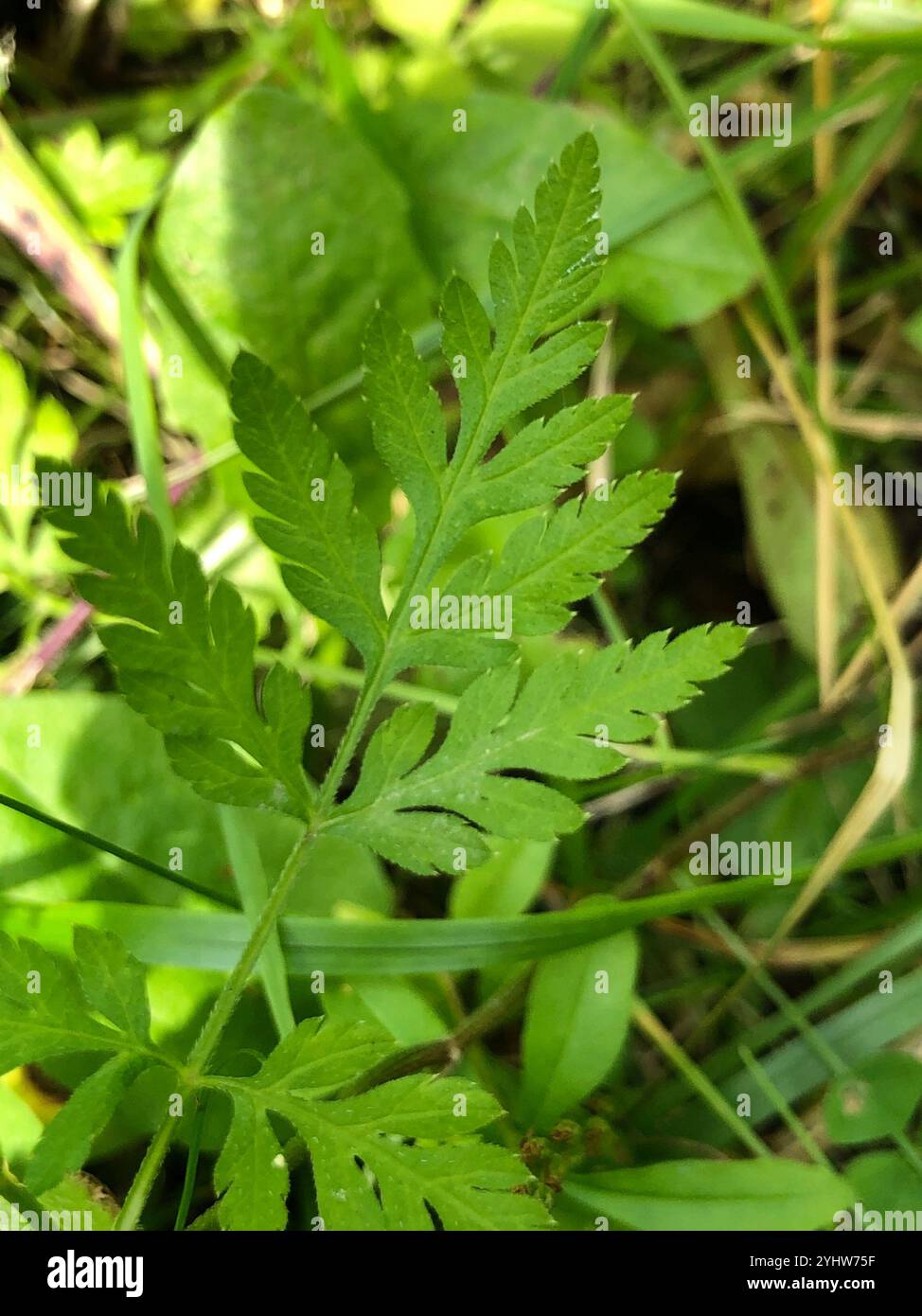 upright hedge-parsley (Torilis japonica Stock Photo - Alamy