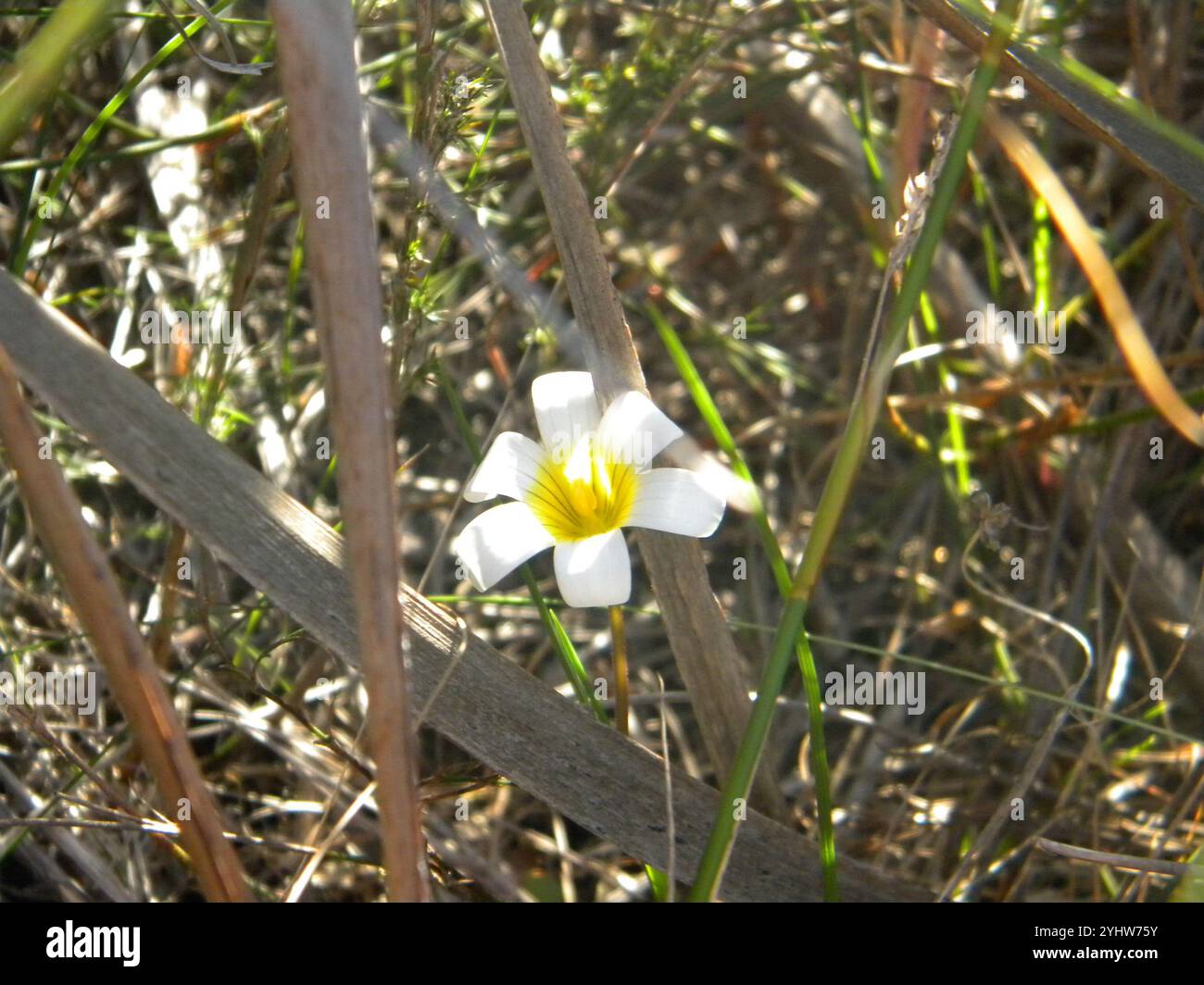 Greenbract Froetang (Romulea flava Stock Photo - Alamy