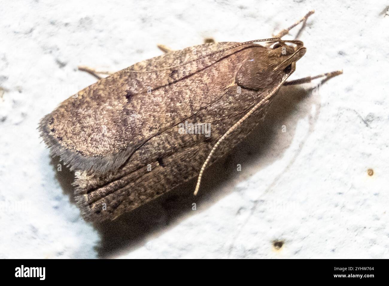 Dotted Leaftier Moth (Psilocorsis reflexella Stock Photo - Alamy