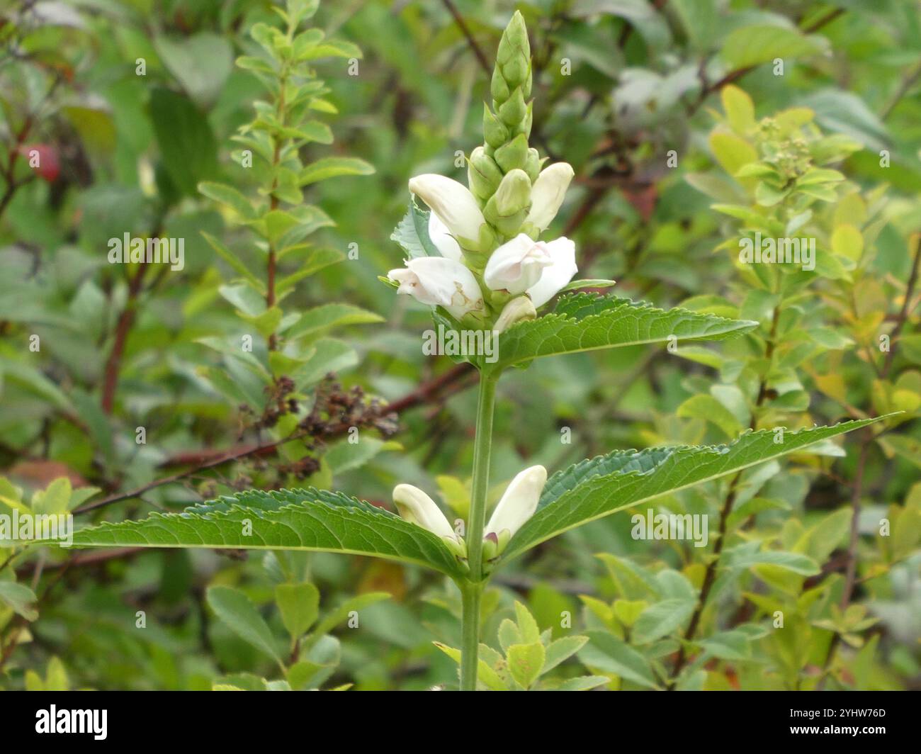 white turtlehead (Chelone glabra Stock Photo - Alamy