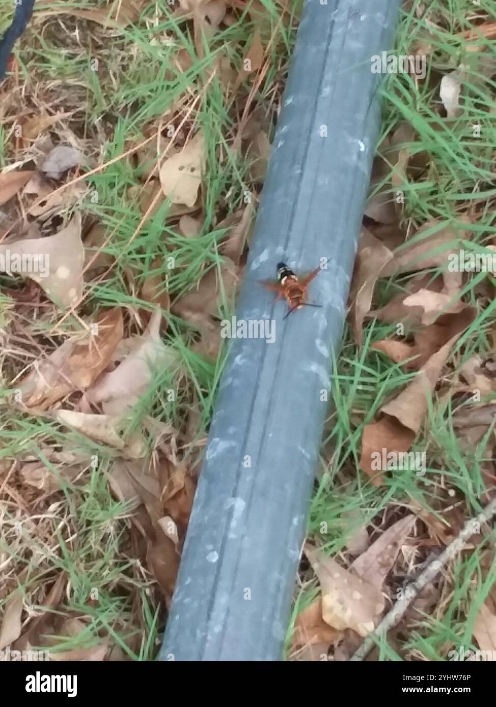 Eastern Cicada-killer Wasp (Sphecius speciosus Stock Photo - Alamy