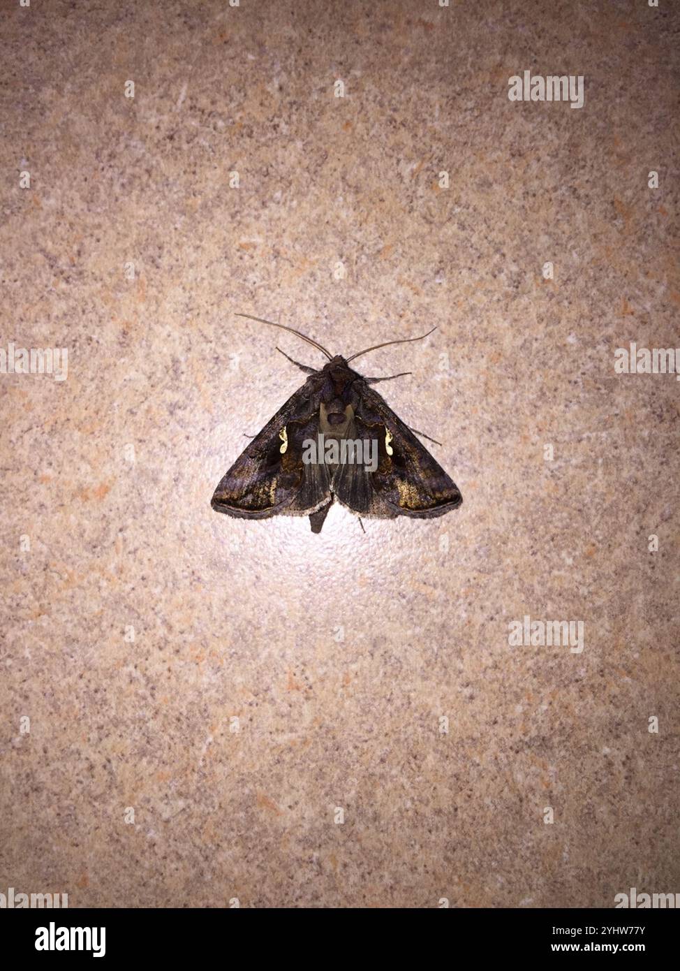 Common Looper Moth (Autographa precationis Stock Photo - Alamy