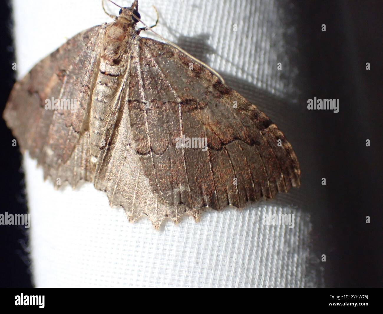 Tissue Moth (Triphosa haesitata Stock Photo - Alamy