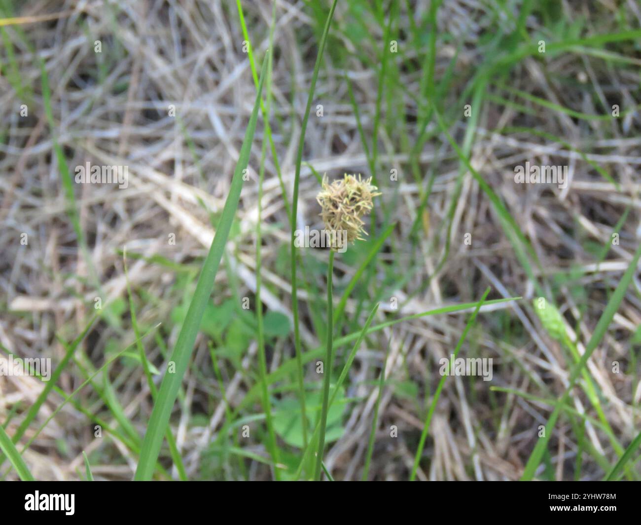 true sedges (Carex Stock Photo - Alamy