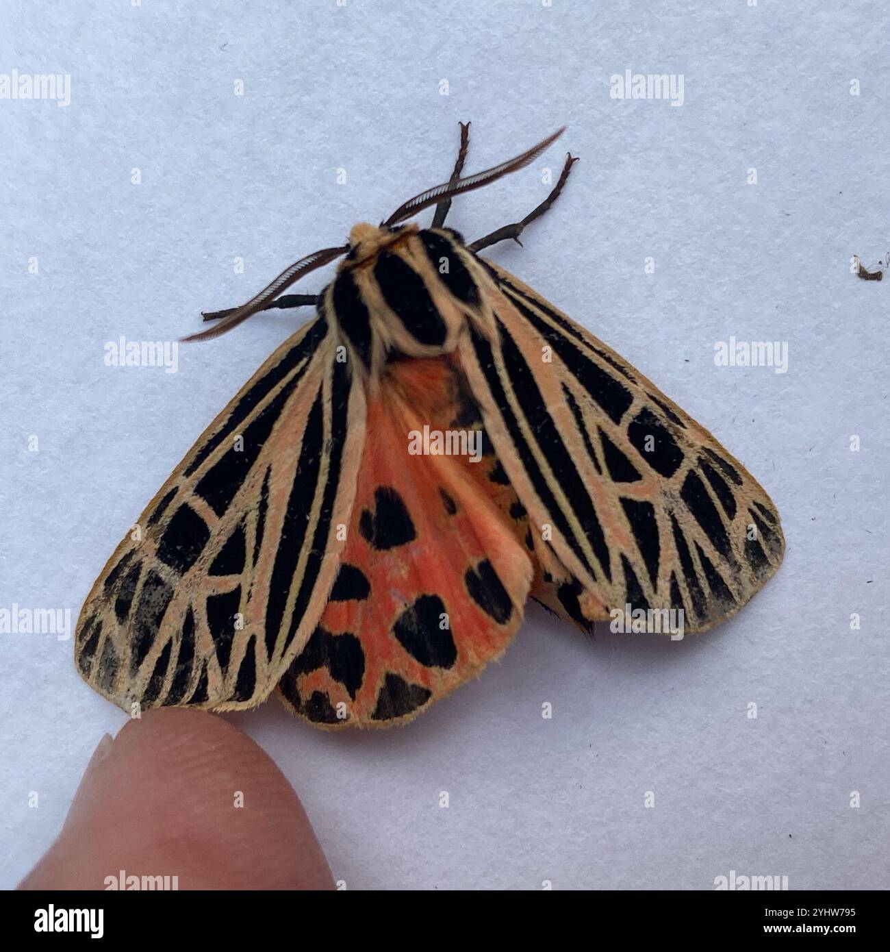Virgin Tiger Moth (Apantesis virgo Stock Photo - Alamy