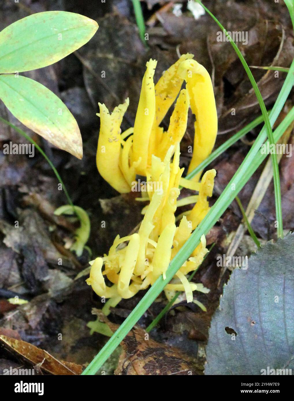 Golden Spindles (Clavulinopsis fusiformis Stock Photo - Alamy