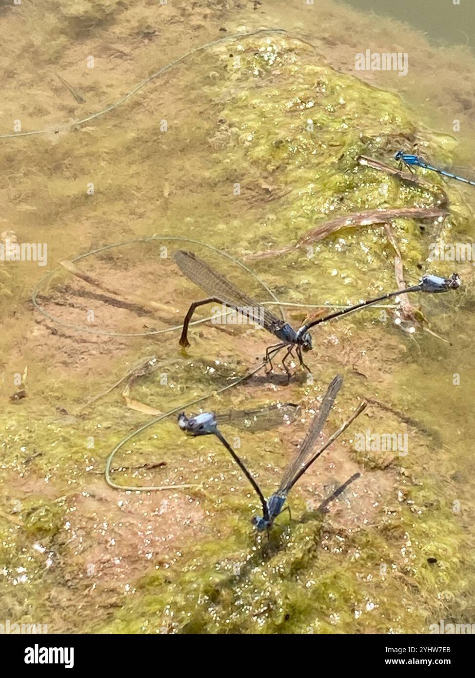 Powdered Dancer (Argia moesta Stock Photo - Alamy
