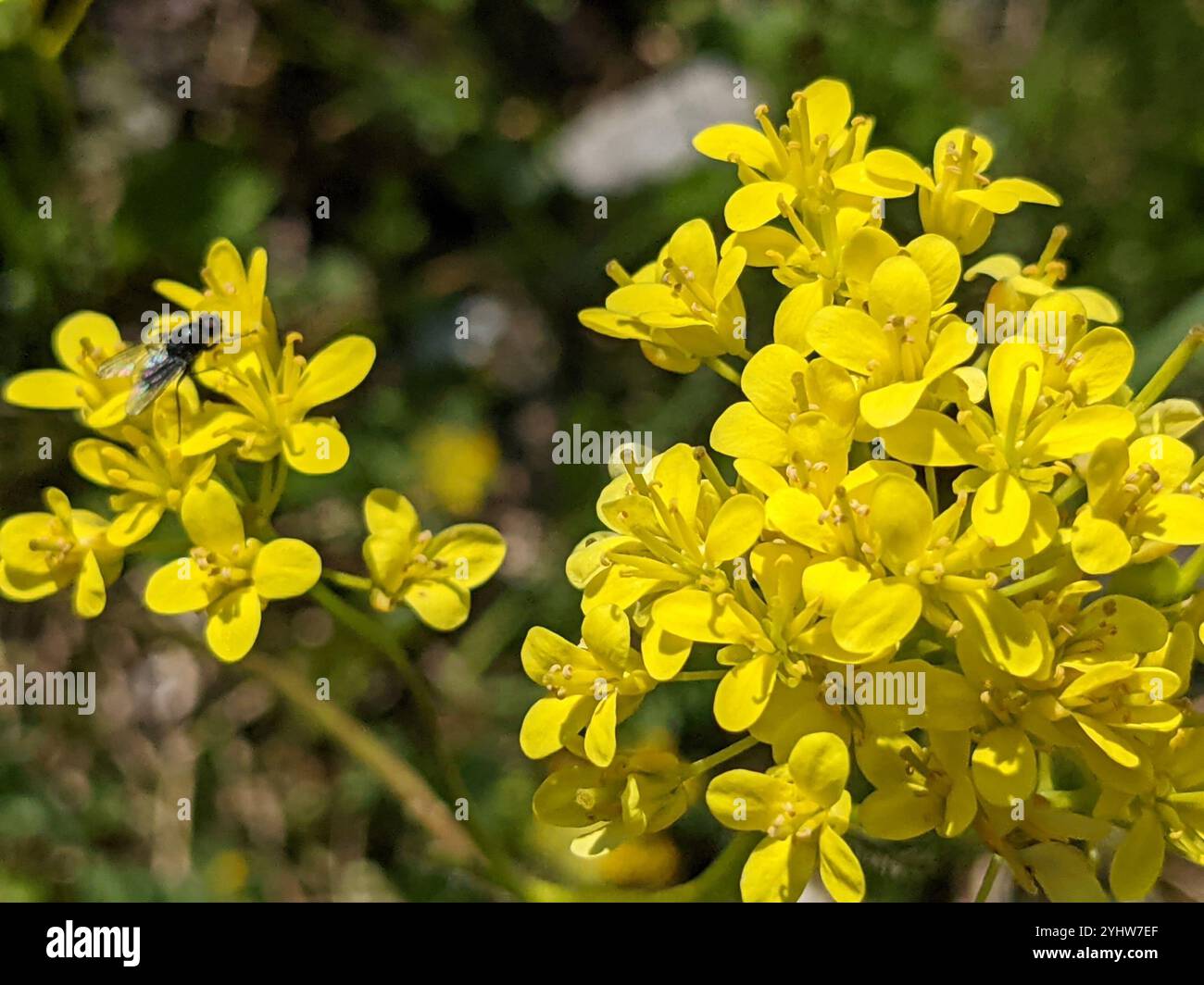 Common Buckler-mustard (Biscutella laevigata Stock Photo - Alamy