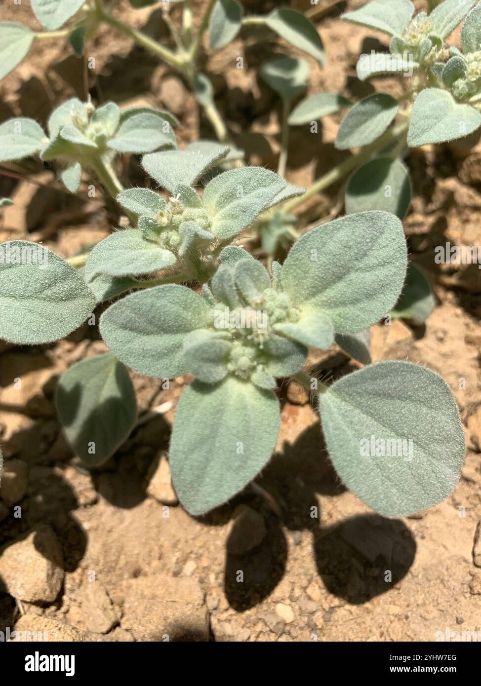 turkey mullein (Croton setiger Stock Photo - Alamy