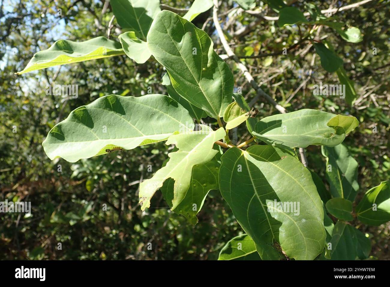 Cape Fig (Ficus sur Stock Photo - Alamy