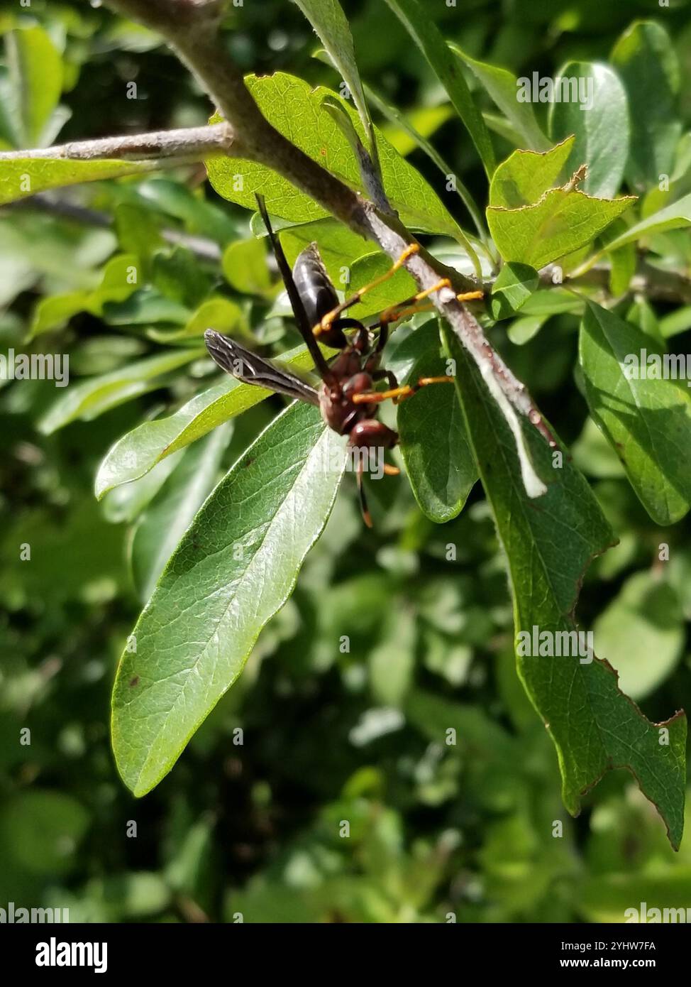 Ringed Paper Wasp (Polistes annularis Stock Photo - Alamy