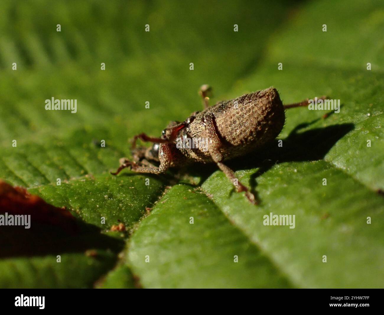 Clay-coloured Weevil (Otiorhynchus singularis Stock Photo - Alamy