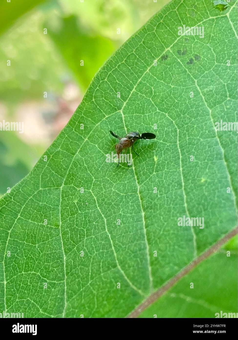 Common Picture-winged Fly (Delphinia picta Stock Photo - Alamy