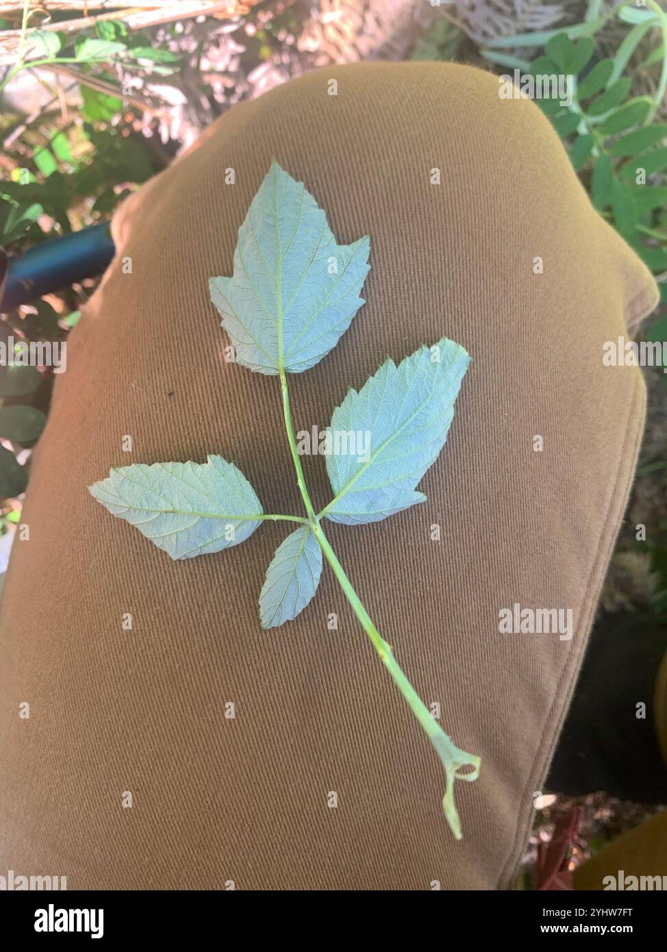 whitebark raspberry (Rubus leucodermis Stock Photo - Alamy
