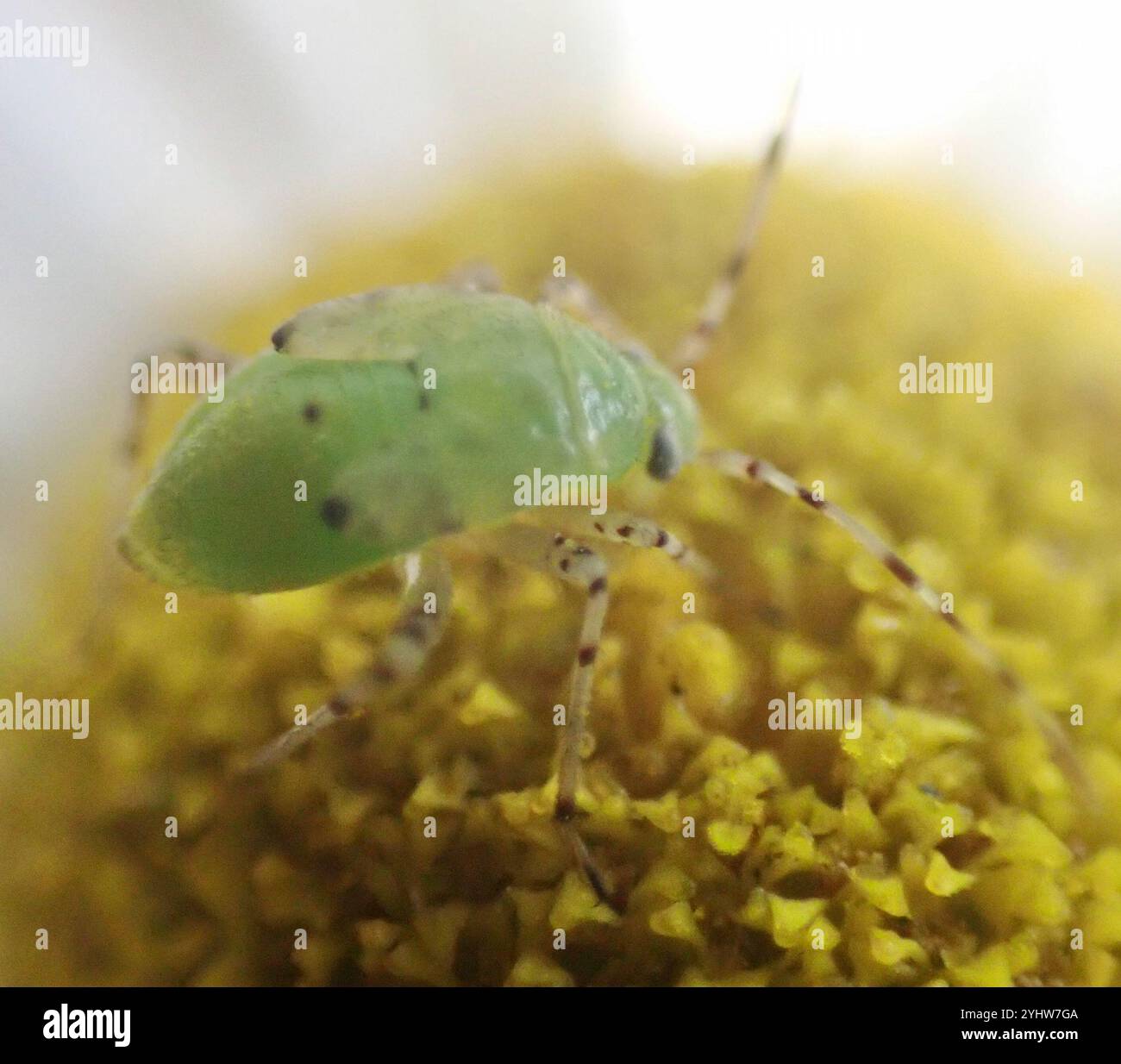 Three Spotted Nettle Bug (Liocoris tripustulatus Stock Photo - Alamy