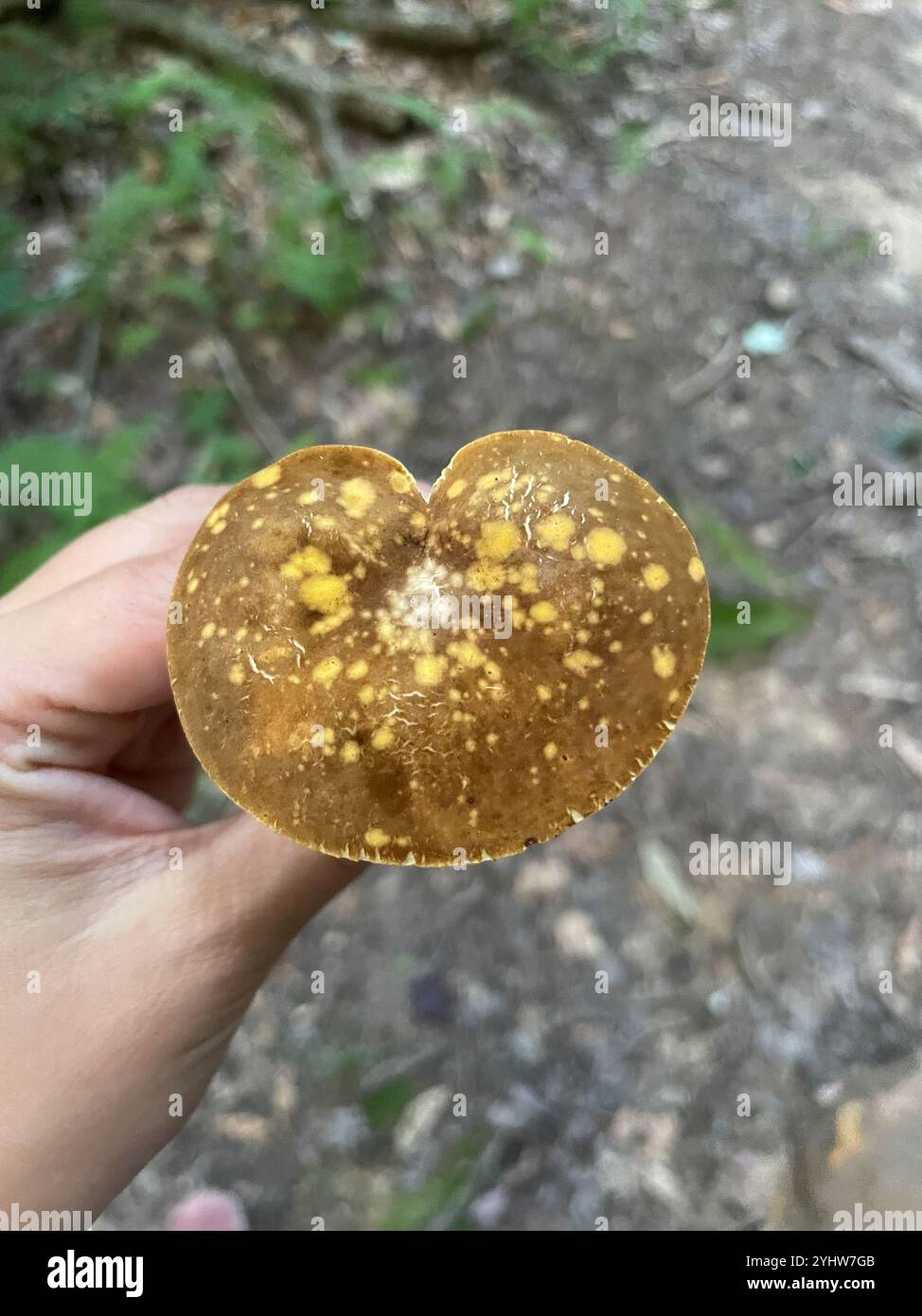 spotted bolete (Xanthoconium affine Stock Photo - Alamy