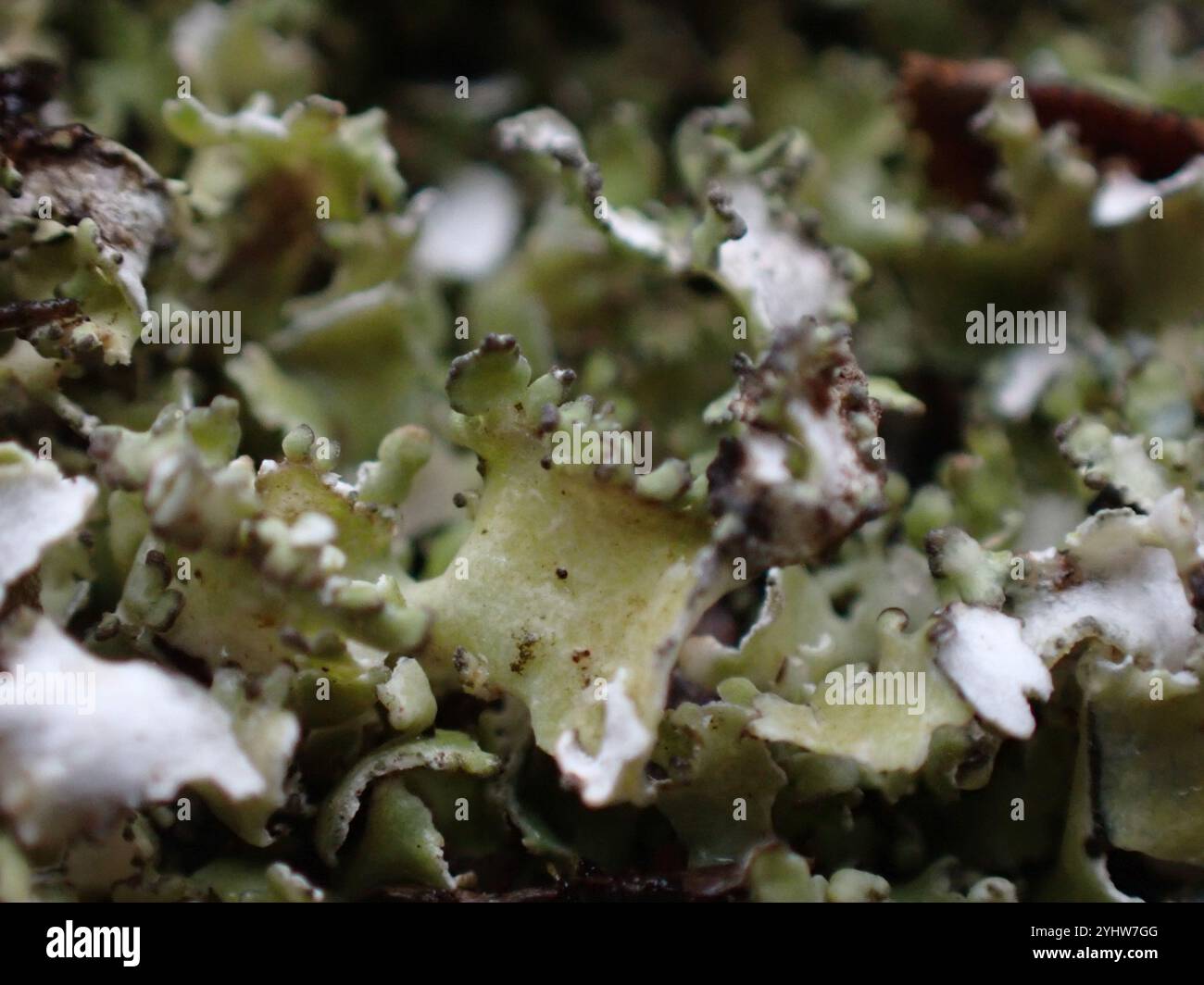 common lichens (Lecanoromycetes Stock Photo - Alamy