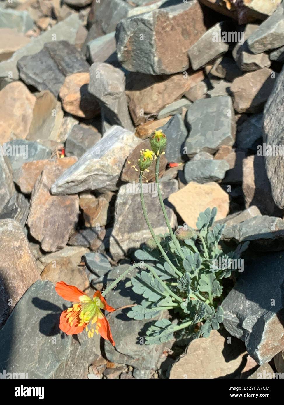 Alpine Glacier Poppy (Papaver pygmaeum Stock Photo - Alamy