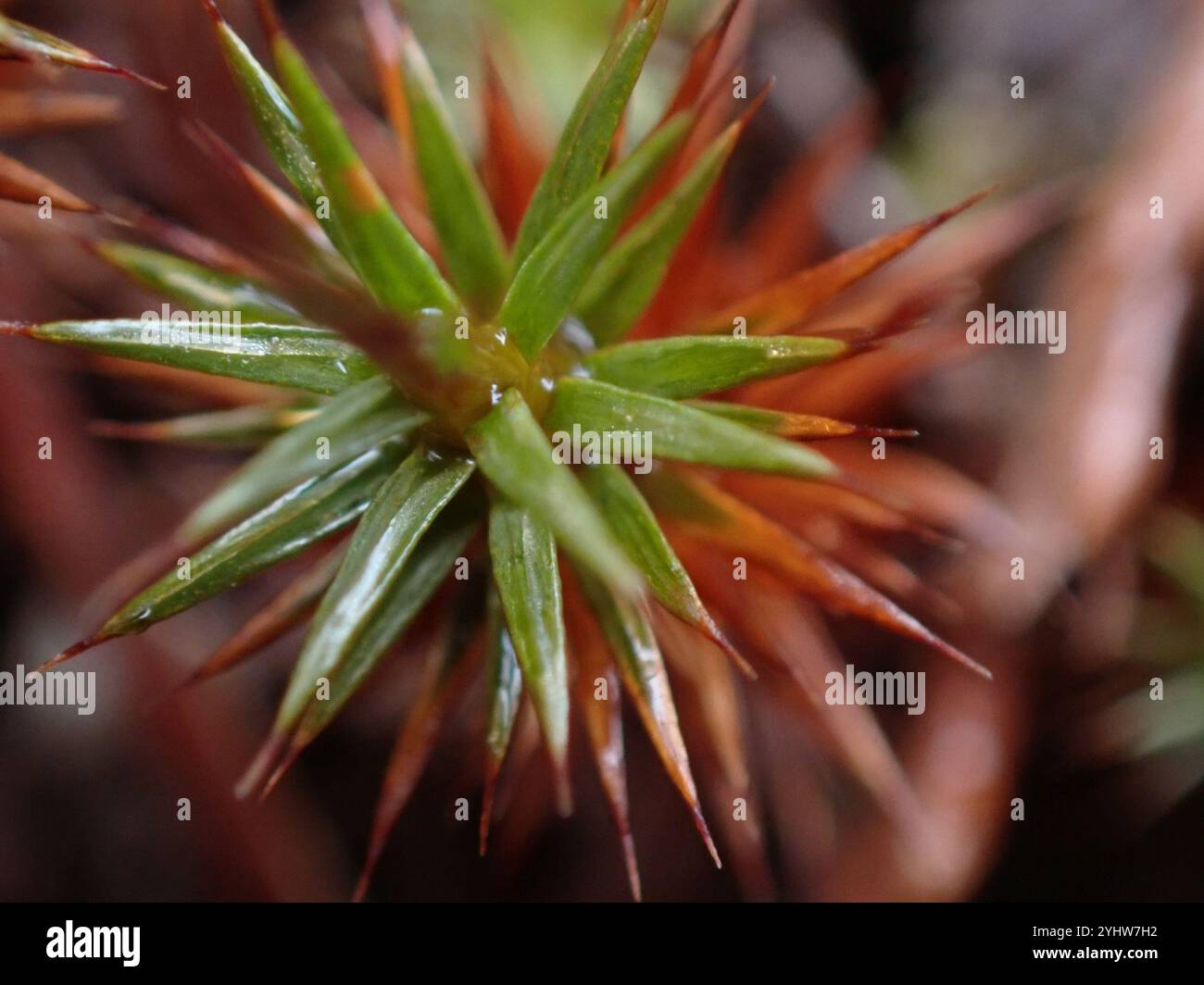 juniper haircap moss (Polytrichum juniperinum Stock Photo - Alamy